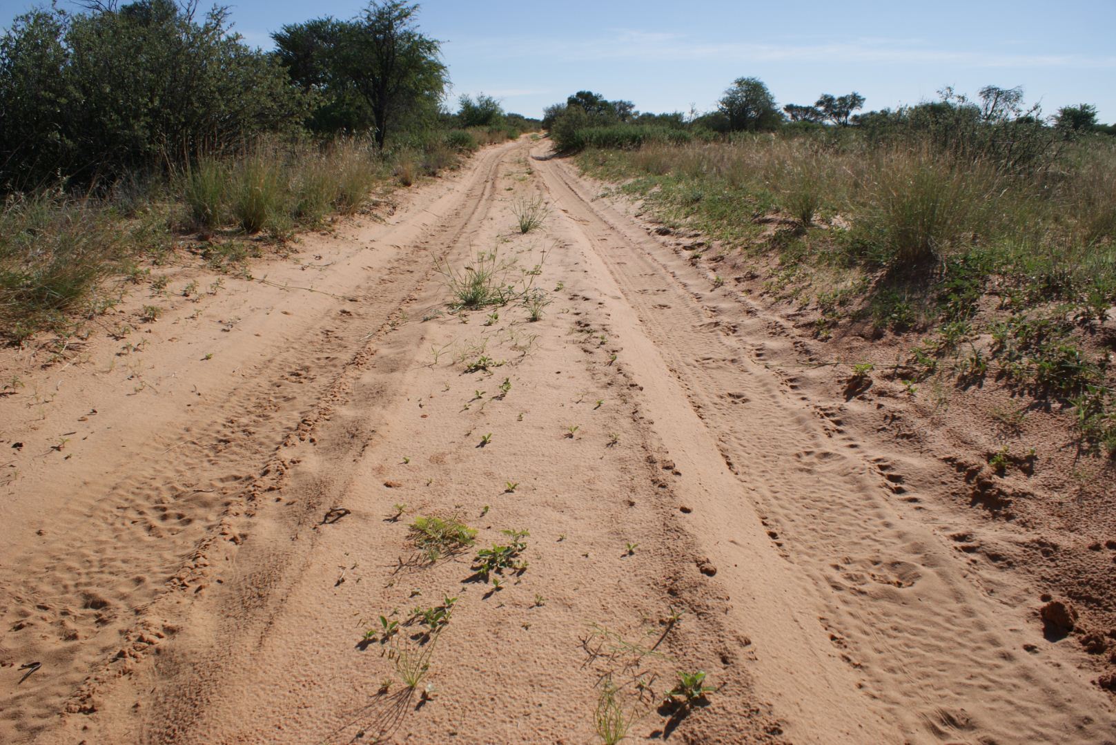 Mabuasehube Pans in January - Page 2